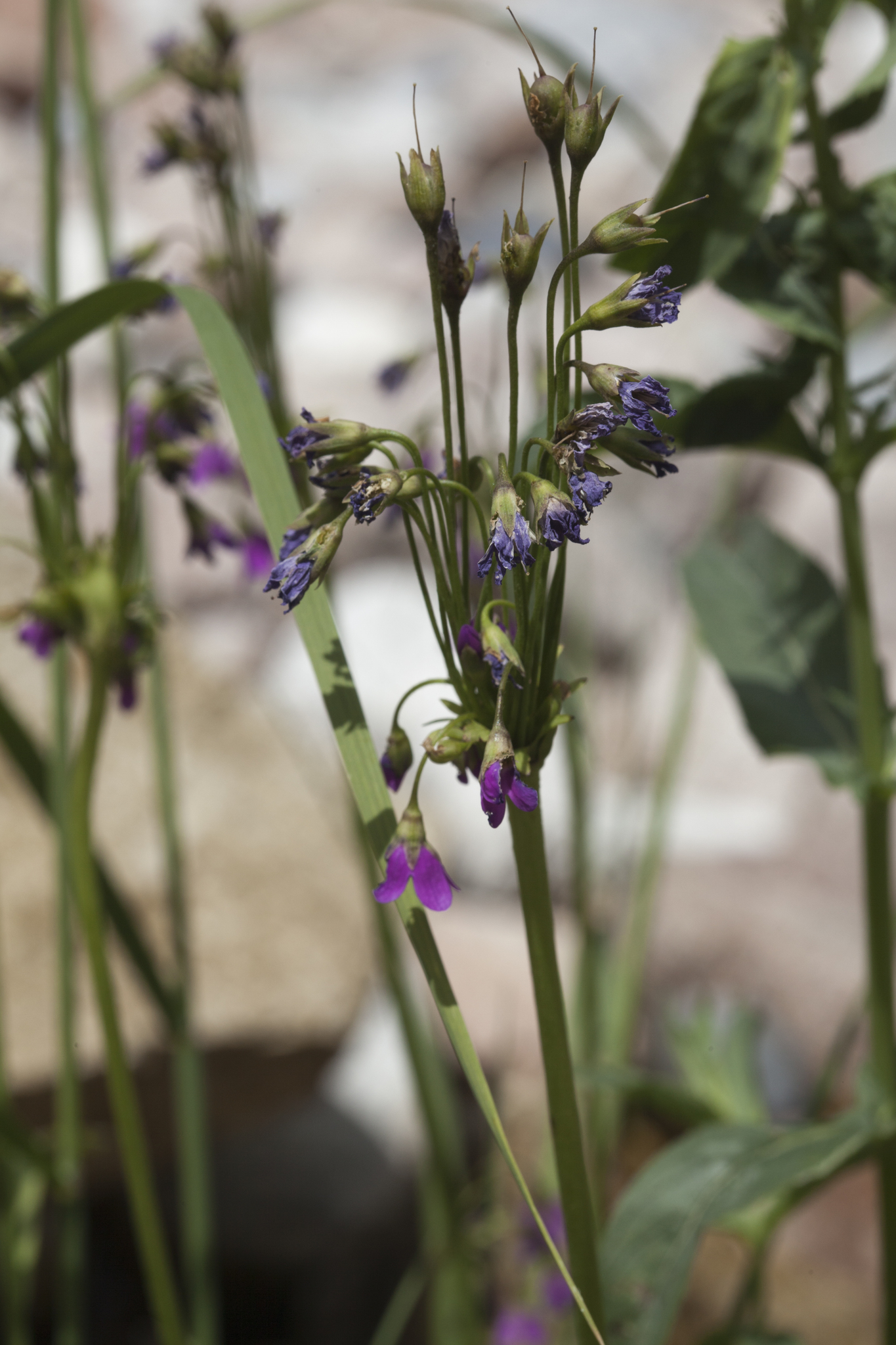 Primula matthioli subsp. turkestanica (Losinsk.) Kovt.