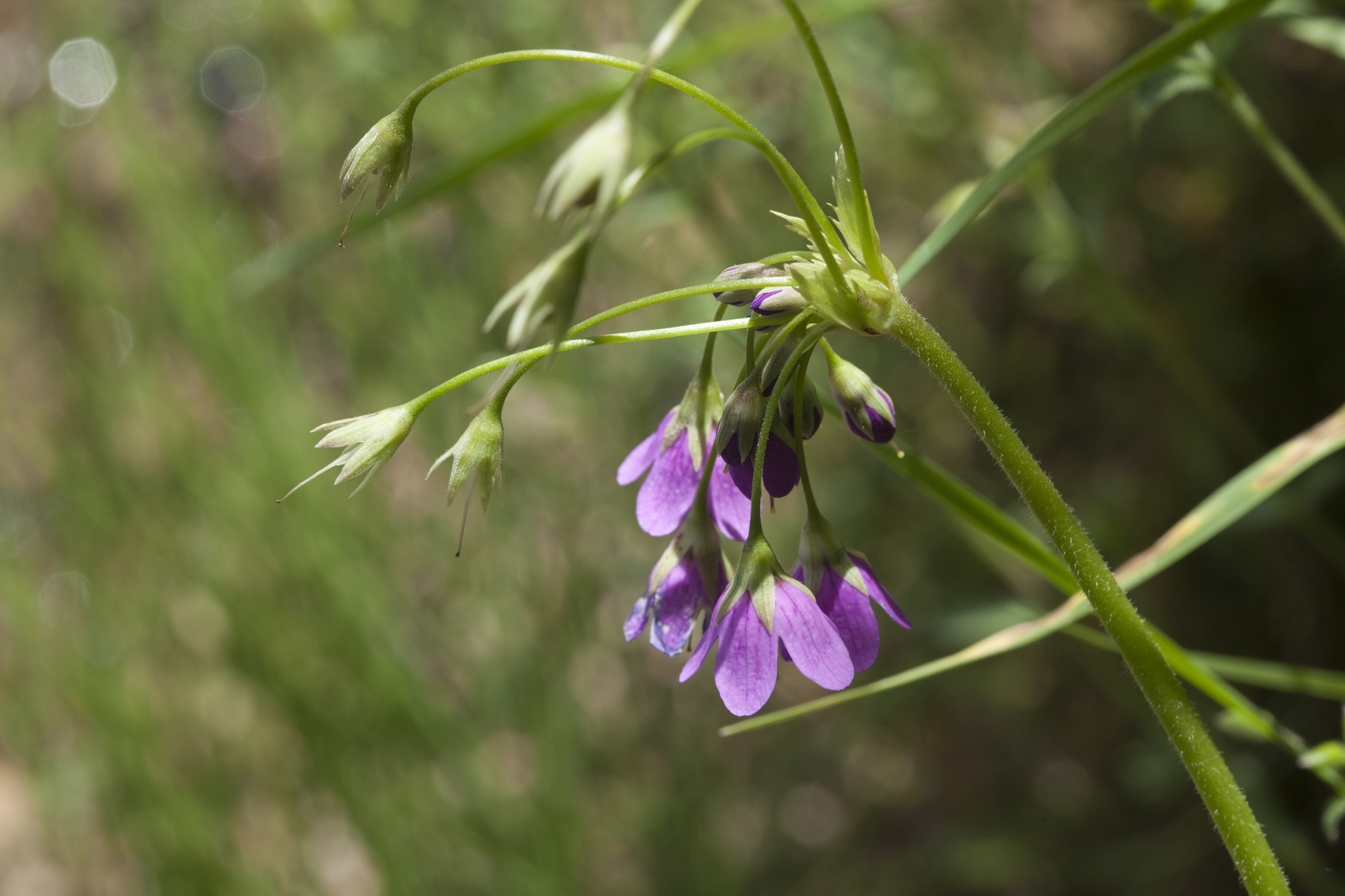 Primula matthioli subsp. turkestanica (Losinsk.) Kovt.