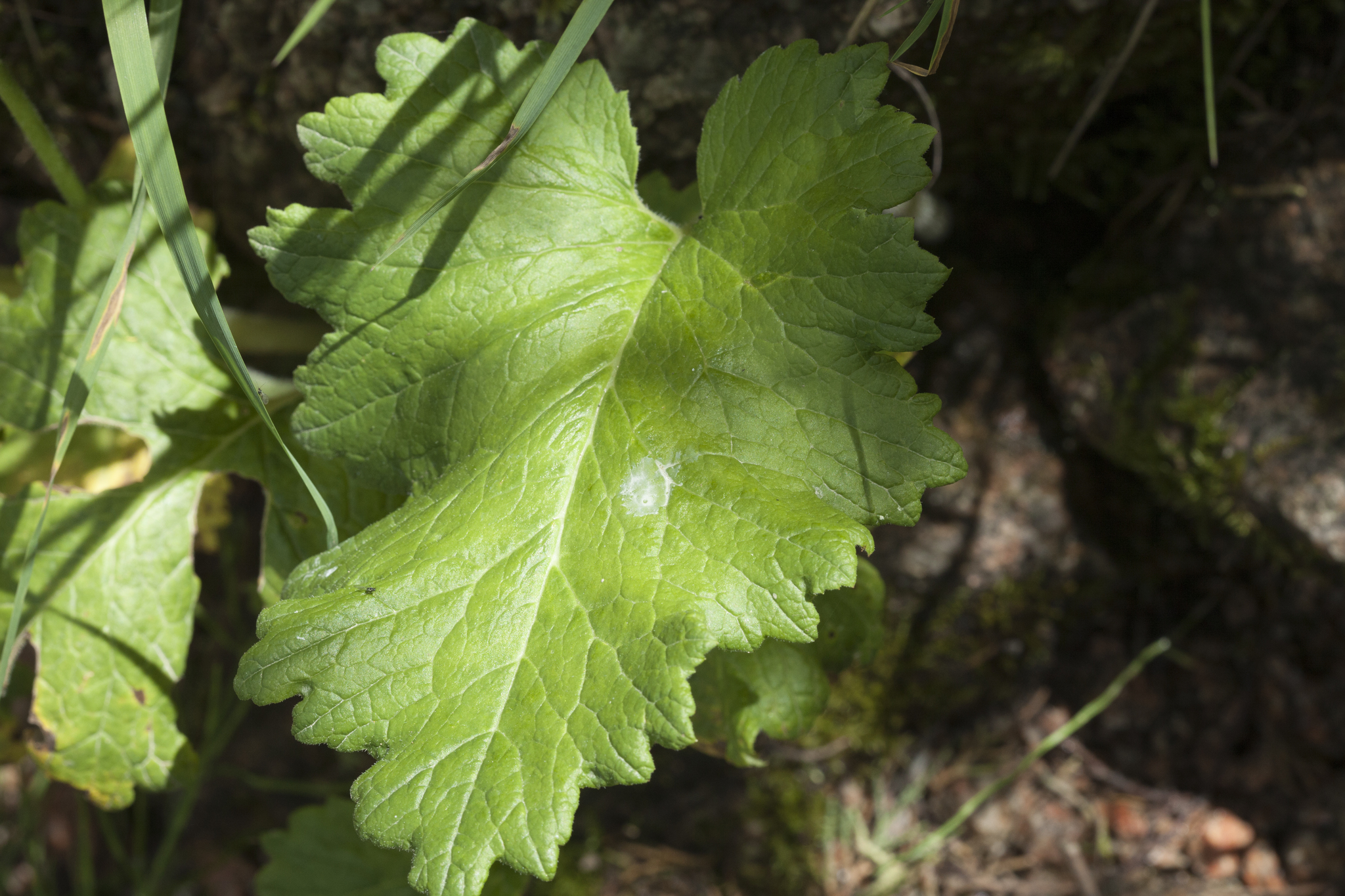 Primula matthioli subsp. turkestanica (Losinsk.) Kovt.