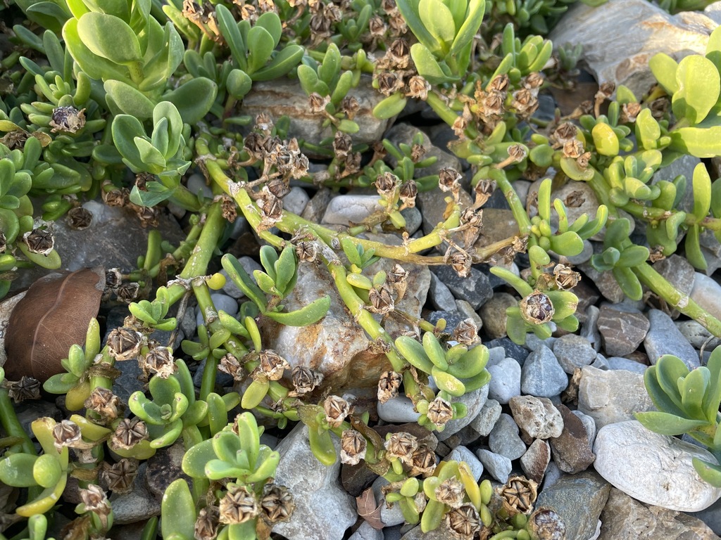 Sea Preenfig from Onrus River, Onrus, 7201, South Africa on March 21 ...