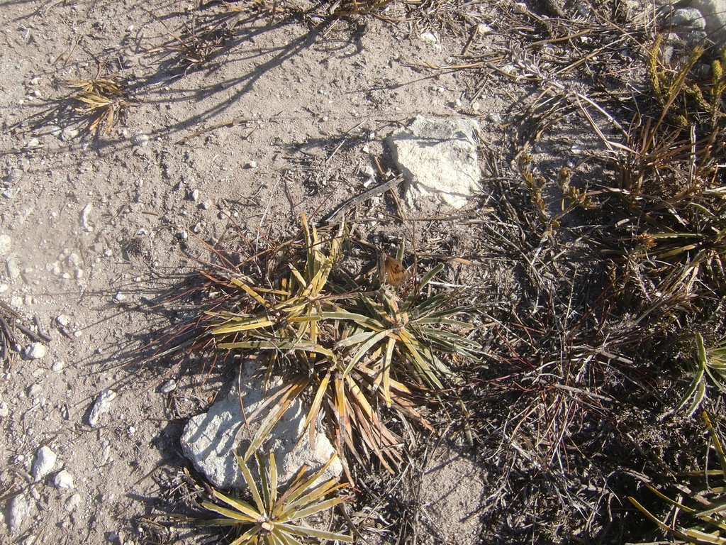 Rossouw's skolly (Pauline Bohnen) · iNaturalist