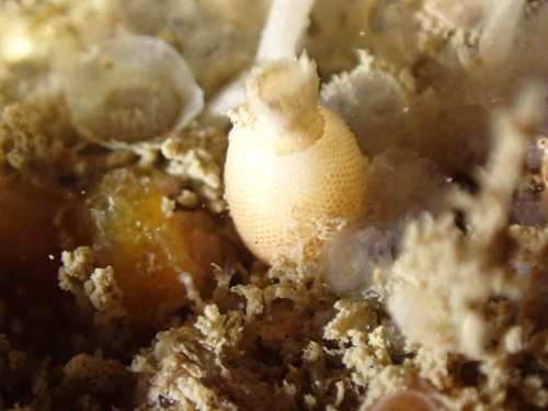 Sycon elegans · iNaturalist United Kingdom