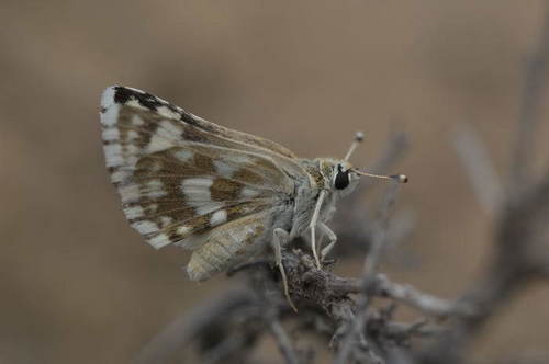 Spialia struvei · iNaturalist Mexico