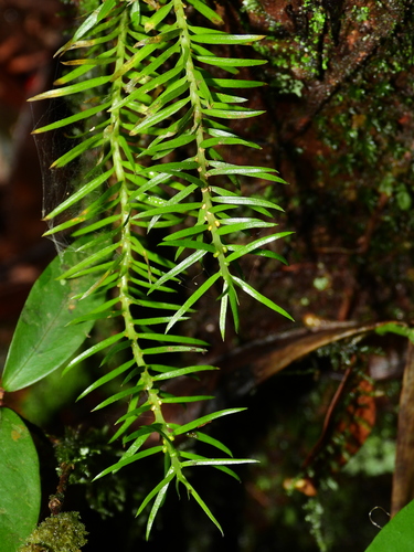 Variety Phlegmariurus linifolius jenmanii · iNaturalist