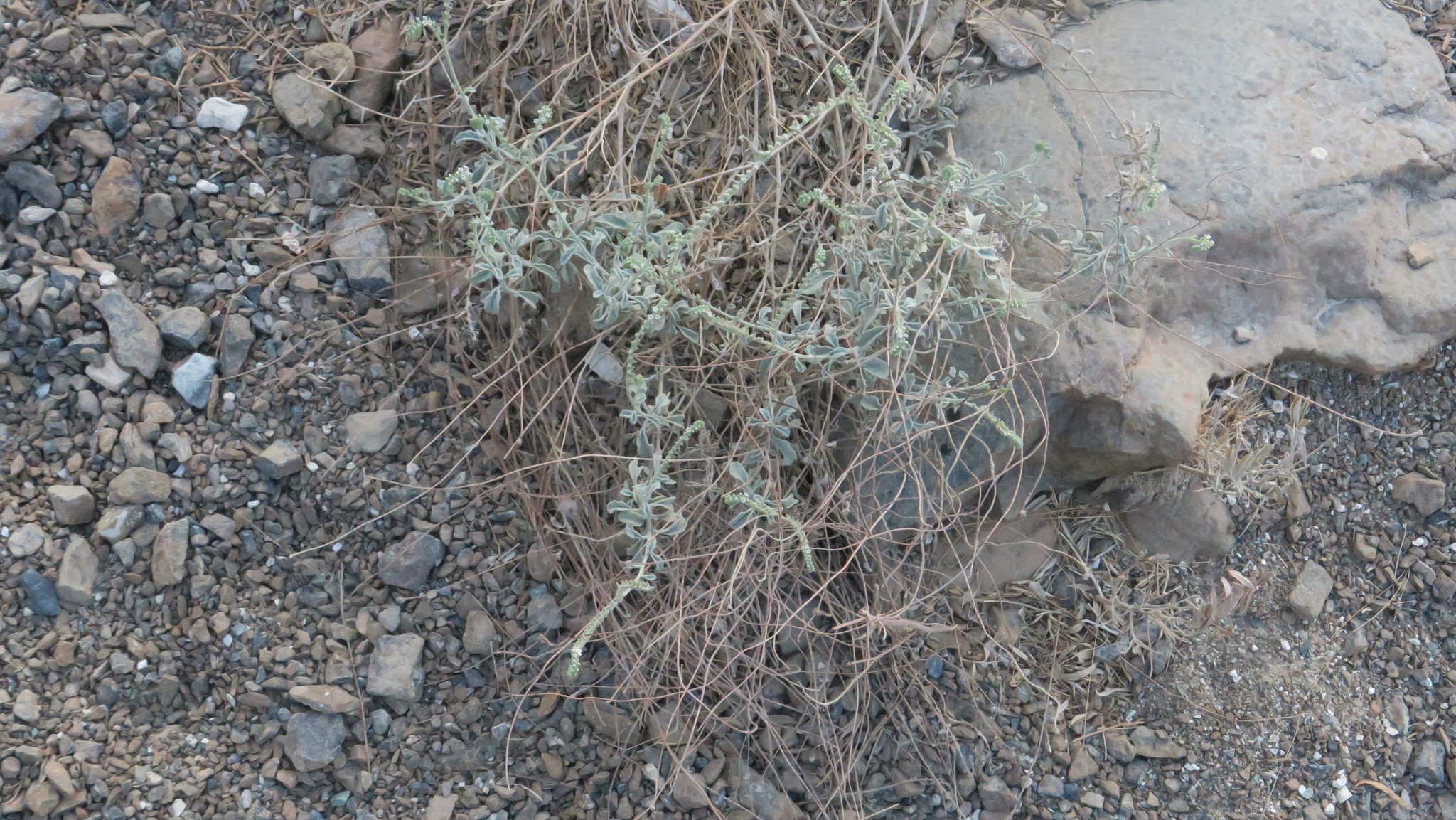 Echiochilon persicum (Burm.fil.) I.M.Johnst.