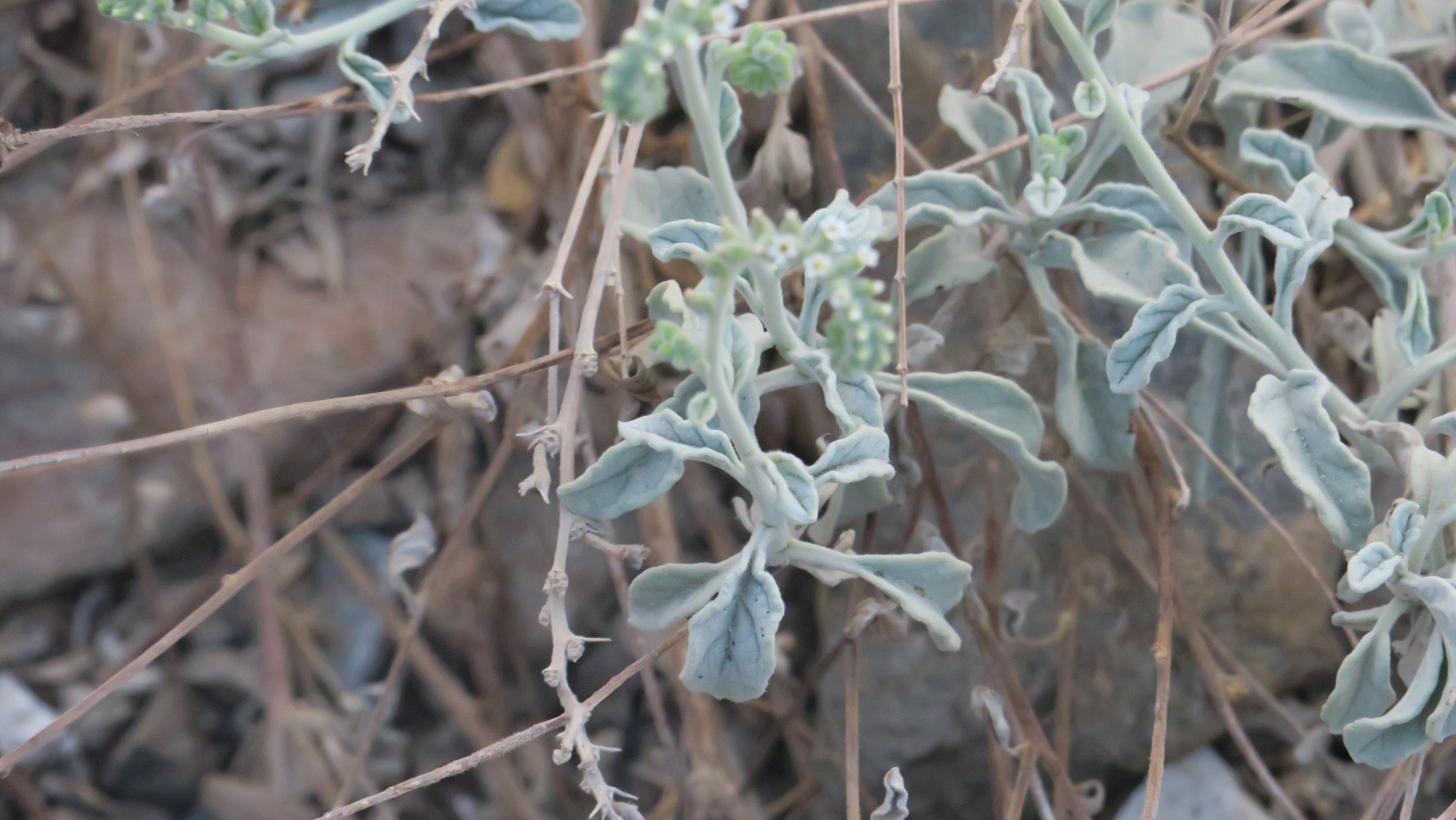 Echiochilon persicum (Burm.fil.) I.M.Johnst.