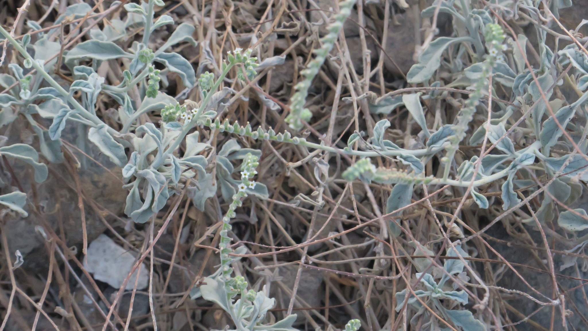 Echiochilon persicum (Burm.fil.) I.M.Johnst.