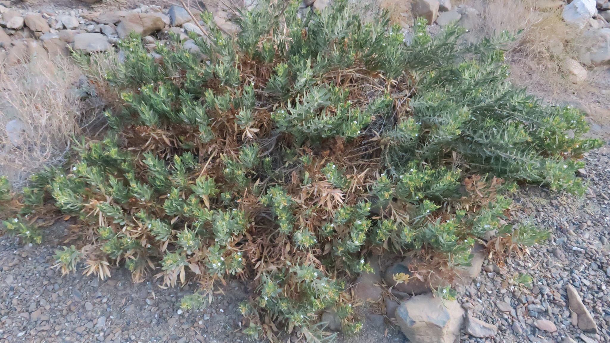 Rhazya stricta Decne.