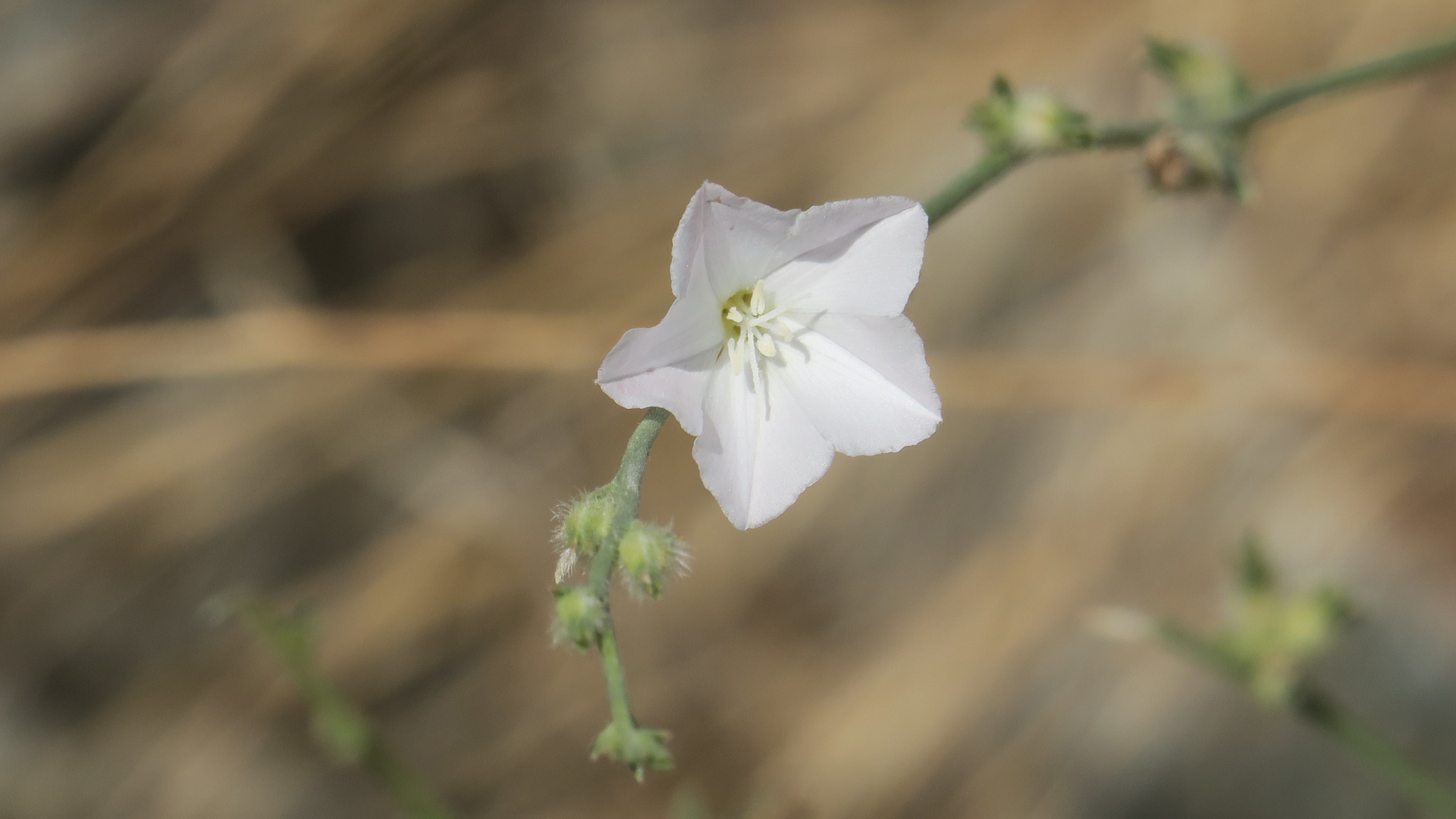 Convolvulus prostratus Forssk.