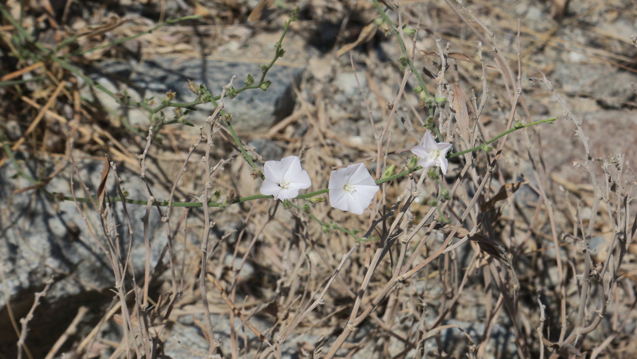 Convolvulus prostratus Forssk.