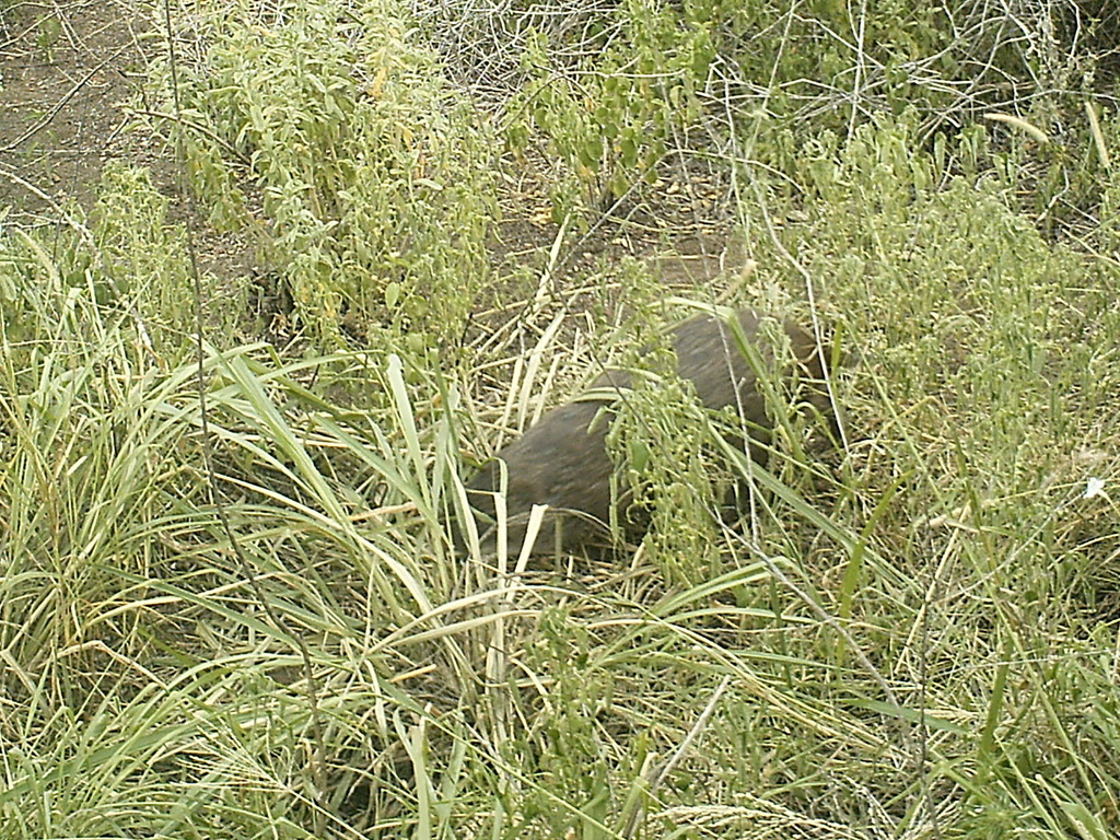 Greater Cane Rat from Lake Chala, Tansania on March 9, 2021 at 08:44 AM ...