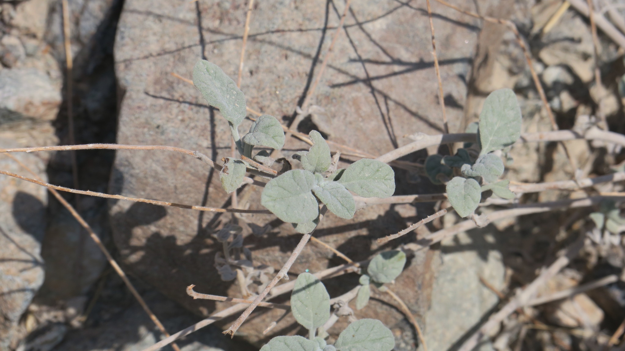 Echiochilon persicum (Burm.fil.) I.M.Johnst.