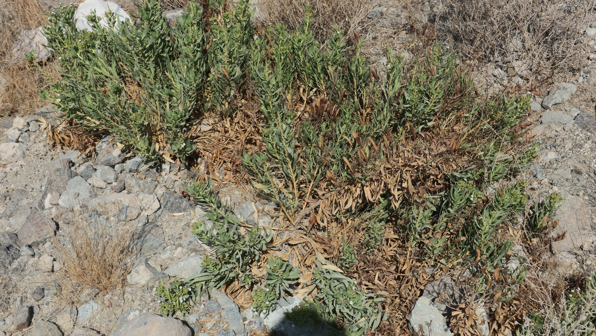 Rhazya stricta Decne.