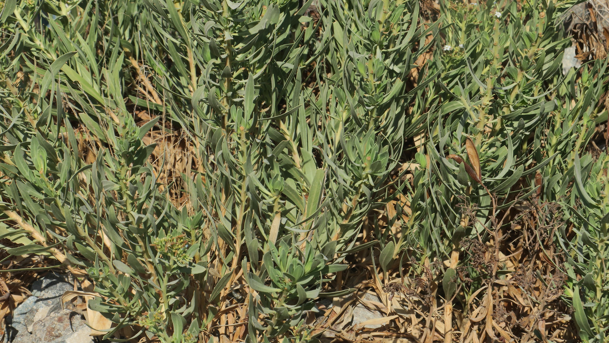 Rhazya stricta Decne.