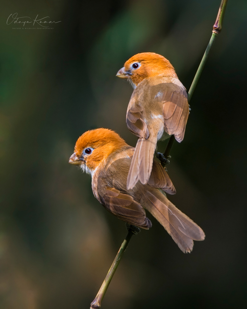Rufous-headed Parrotbill from Mongar, Bhutan on April 23, 2019 at 09:11 ...