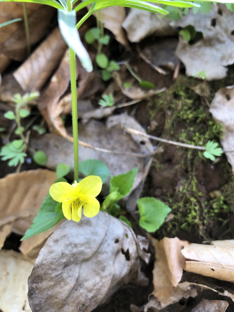 Round-leaved Violet from Woodson Dr, Knoxville, TN, US on March 22 ...