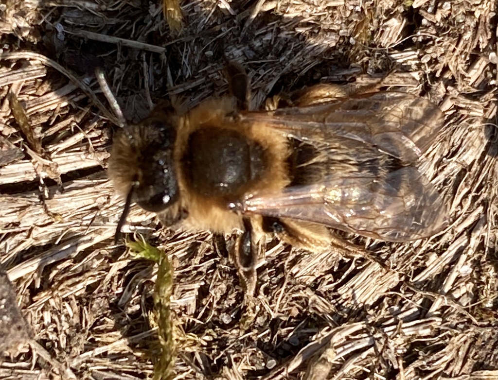 Early Cellophane Bee from Ham Common Woods, Richmond, England, GB on ...