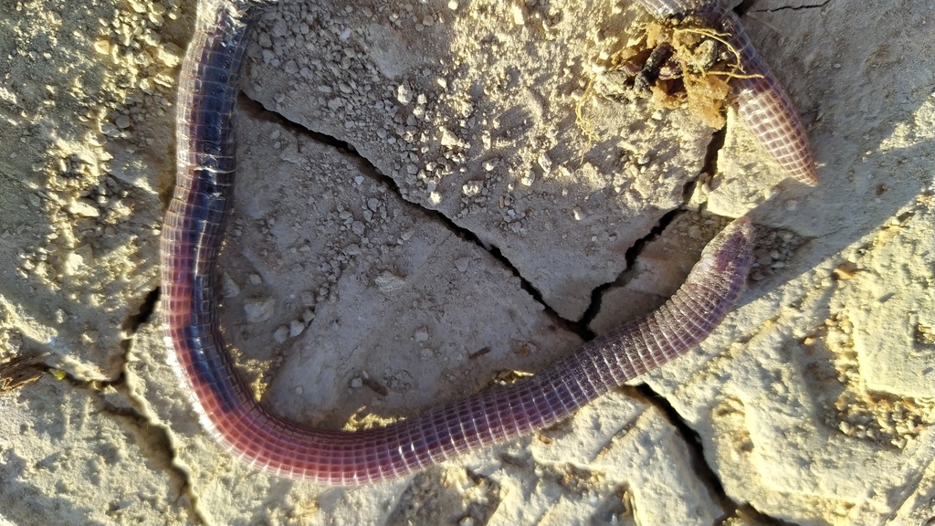 Southwest Iberian Worm Lizard from Sevilla, España on March 22, 2021 at ...