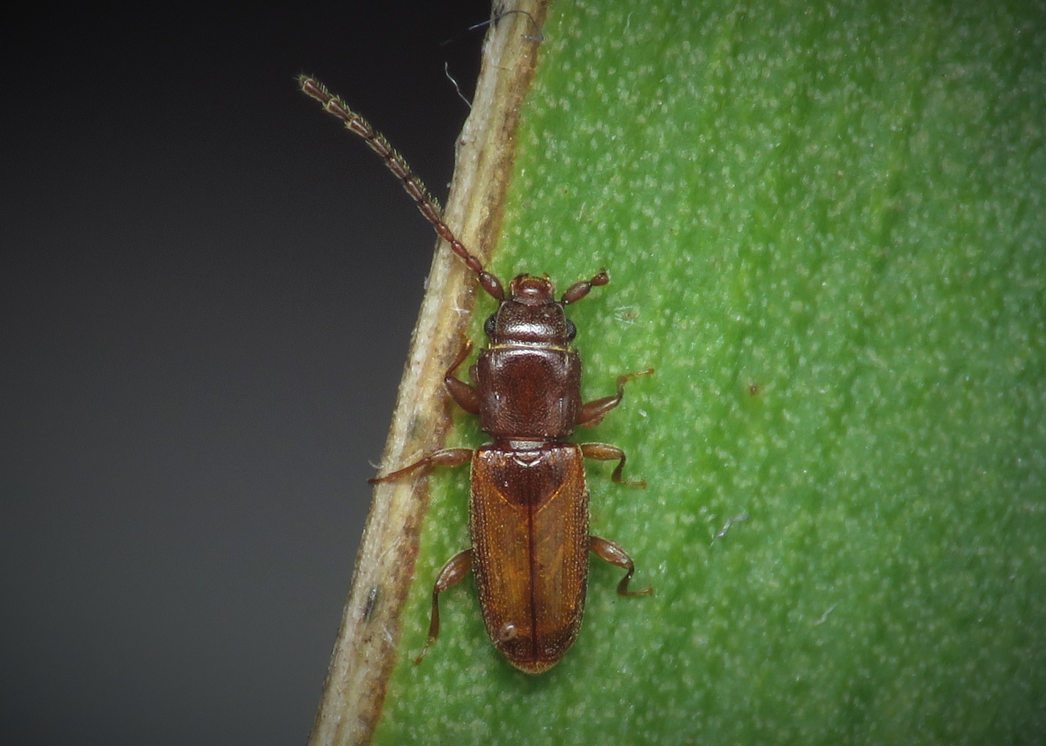 Placonotus MacLeay, 1871