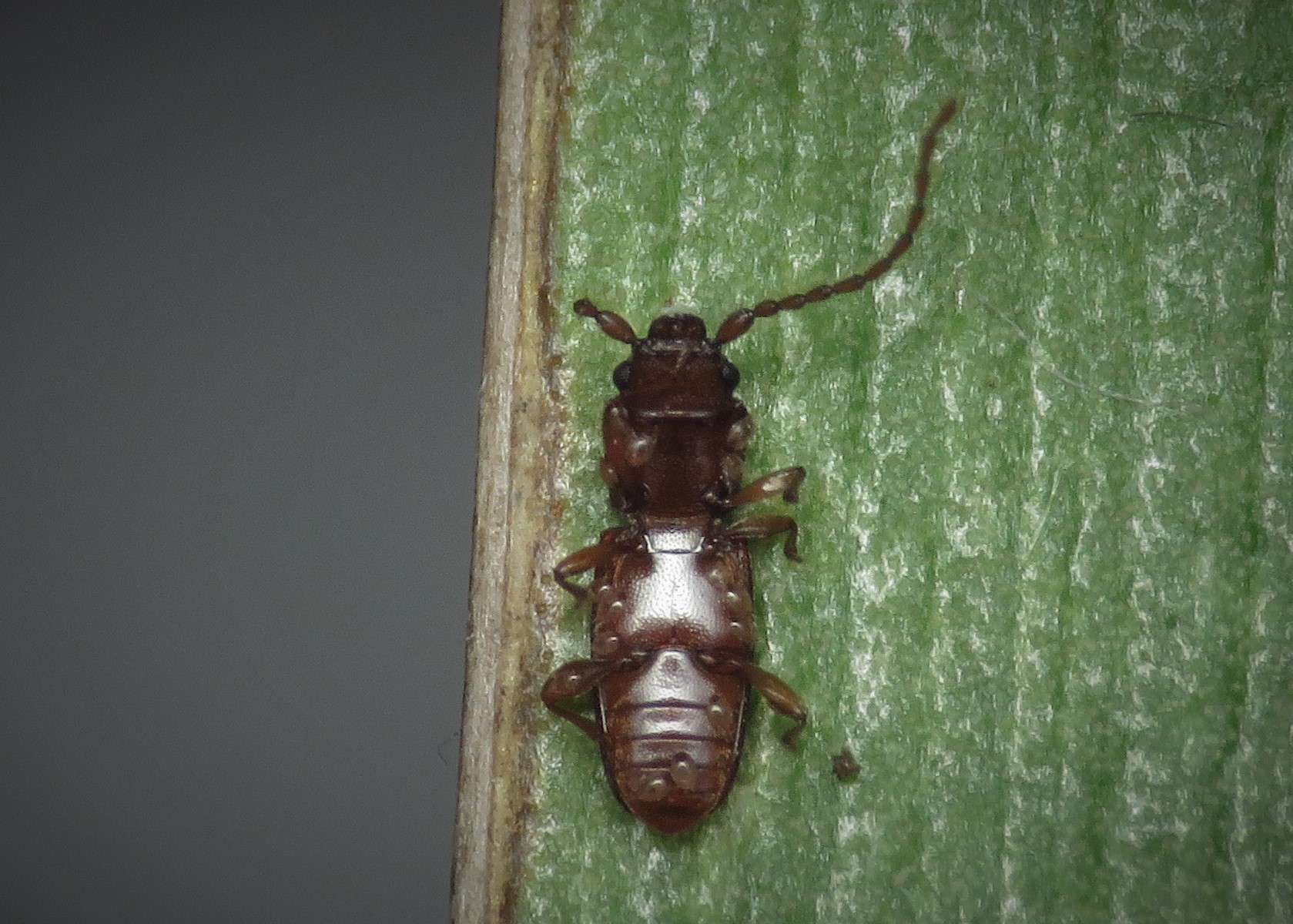 Placonotus MacLeay, 1871