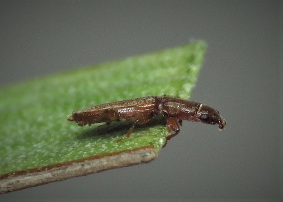 Placonotus MacLeay, 1871