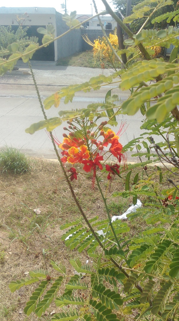 peacock flower from Mazatlán, Sinaloa, México on November 2, 2017 at 12 ...