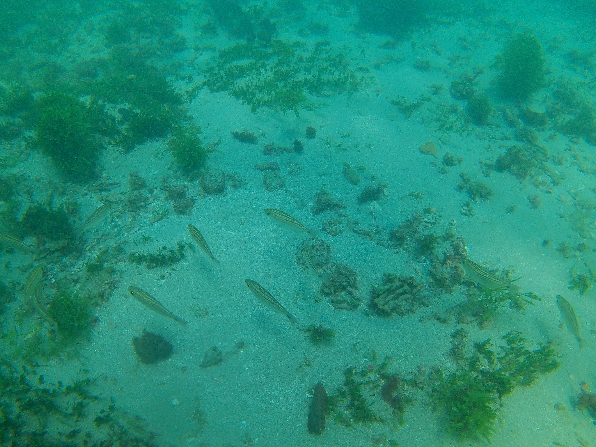 Xenichthys xanti Gill, 1863