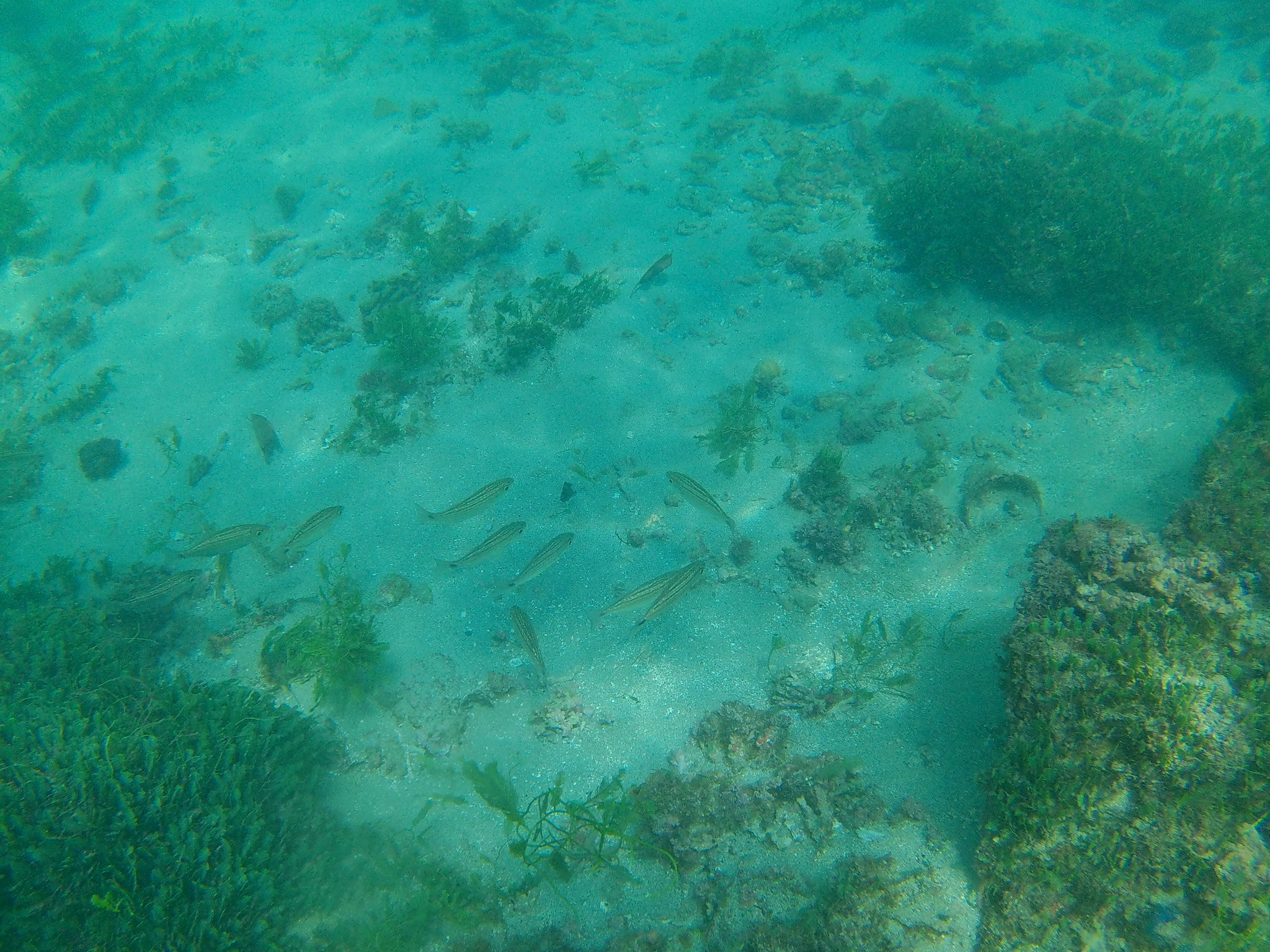 Xenichthys xanti Gill, 1863