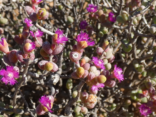 Antimima watermeyeri · iNaturalist