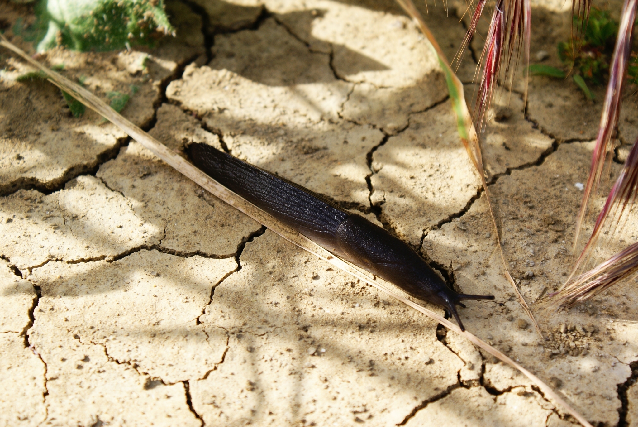 Milax nigricans (Philippi, 1836)