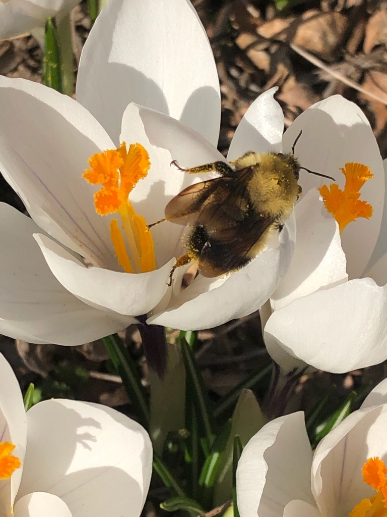 Perplexing Bumble Bee from Boston on March 22, 2021 at 11:35 AM by ...