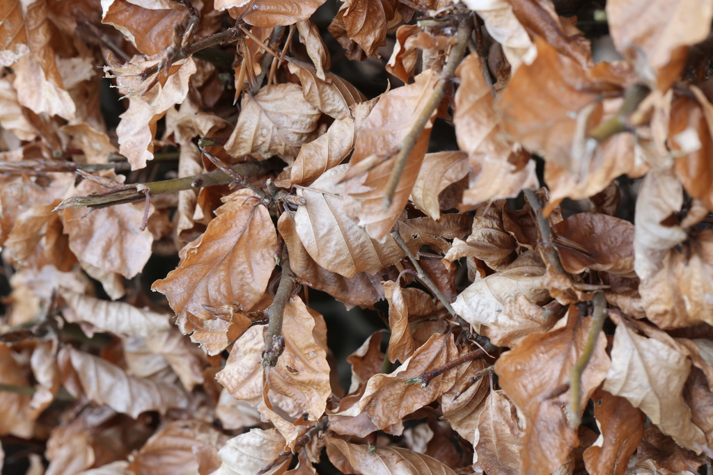 European beech from Springwood Crematorium, Springwood Avenue, Allerton ...