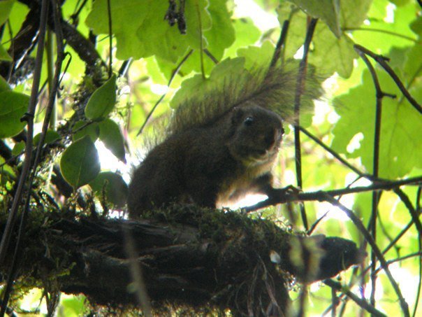 Central American Dwarf Squirrel (Microsciurus alfari) - Know Your Mammals
