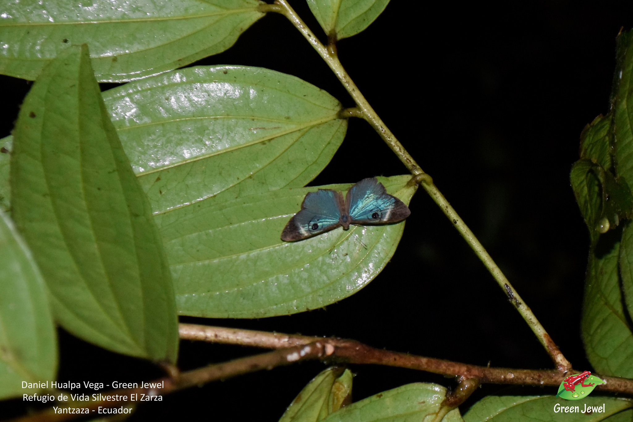 Mesosemia loruhama Hewitson, 1869