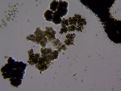 Microcystis viridis · iNaturalist