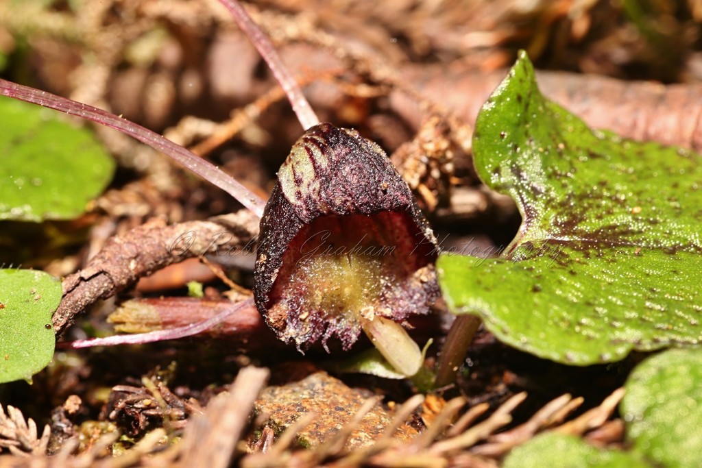 Corybas trilobus aggregate from Waihora Lagoon on November 7, 2017 by ...