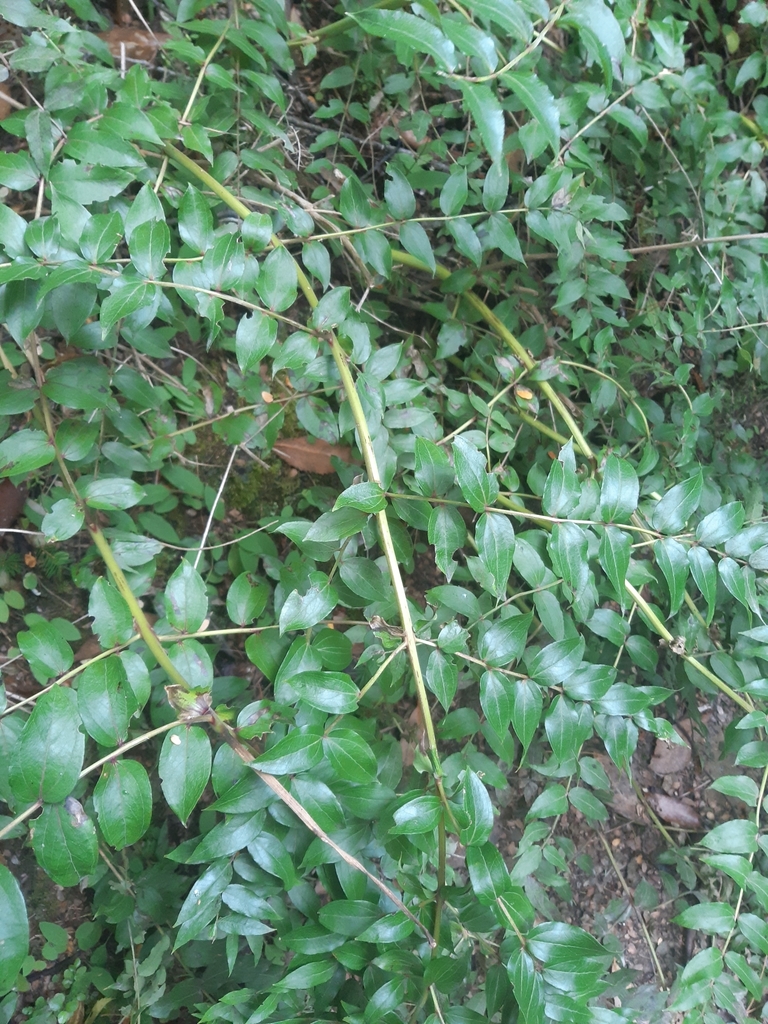 Tree Tutu from Hanmer Forest Park, NZ-CA-HN, NZ-CA, NZ on March 23 ...
