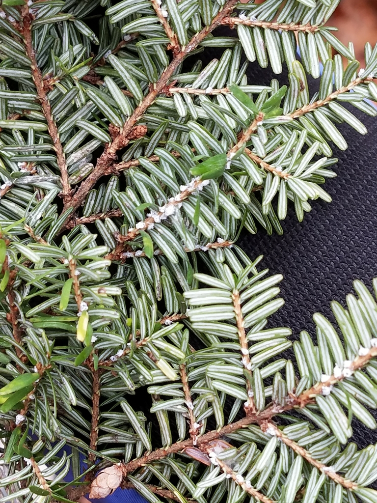 eastern hemlock from Westchester County, US-NY, US on November 7, 2017 ...