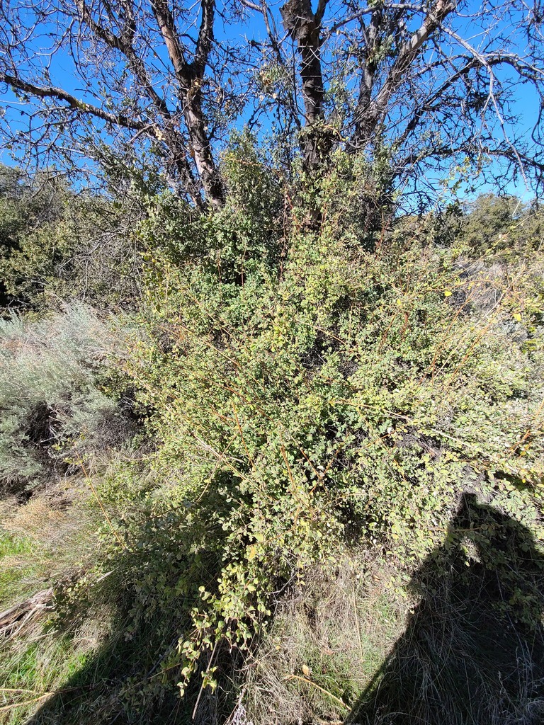 California scrub oak from San Bernardino National Forest, Riverside ...