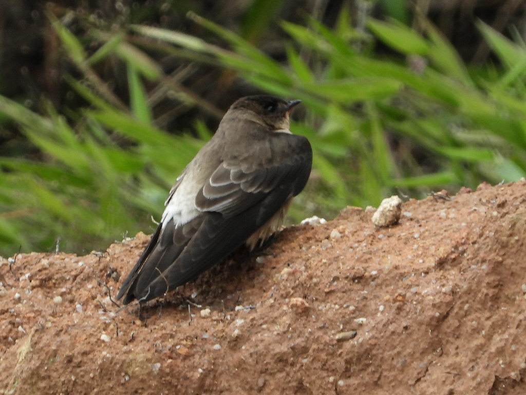 Southern Rough-winged Swallow from San Jerónimo, Antioquia, Colombia on ...