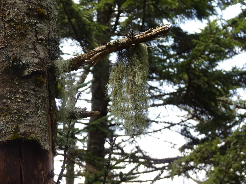 Witch's-hair Lichen in April 2017 by Nate Hartley · iNaturalist