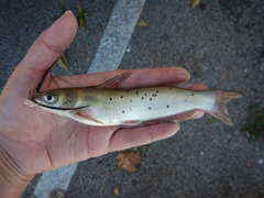 Freshwater Fish of Massachusetts · iNaturalist