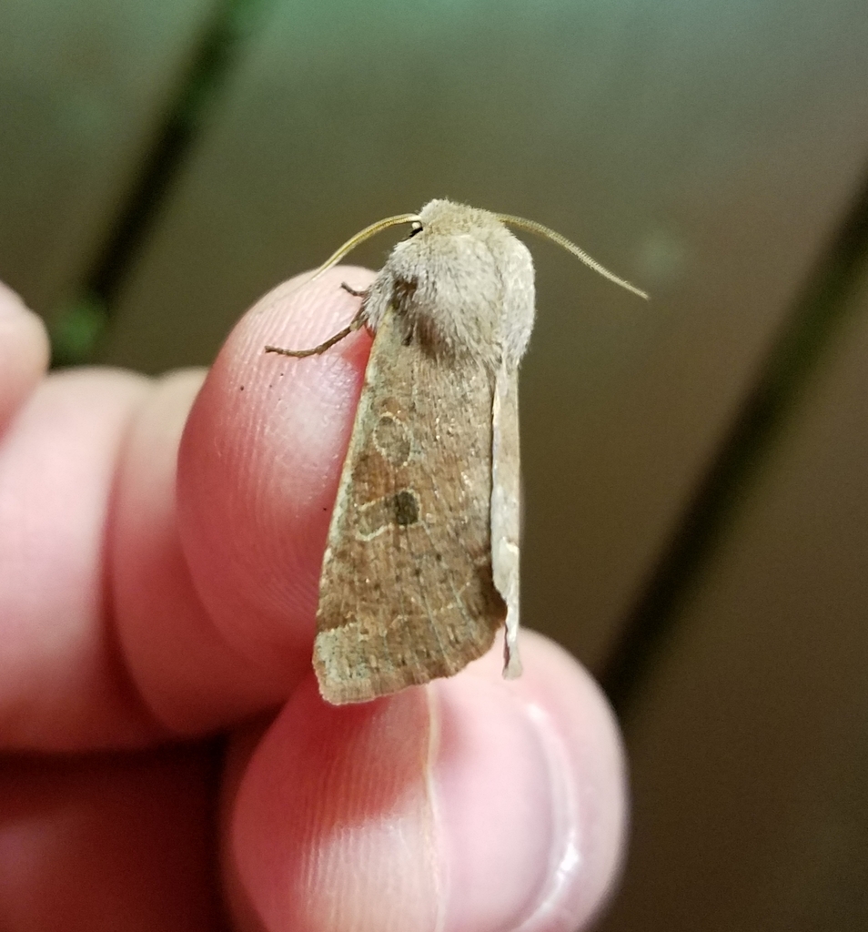 Speckled Green Fruitworm Moth from Big Falls Rd on March 22, 2021 at 09 ...