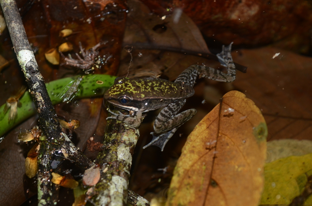 Highland Frog from La Ceiba, Honduras on June 13, 2017 at 12:42 AM by ...