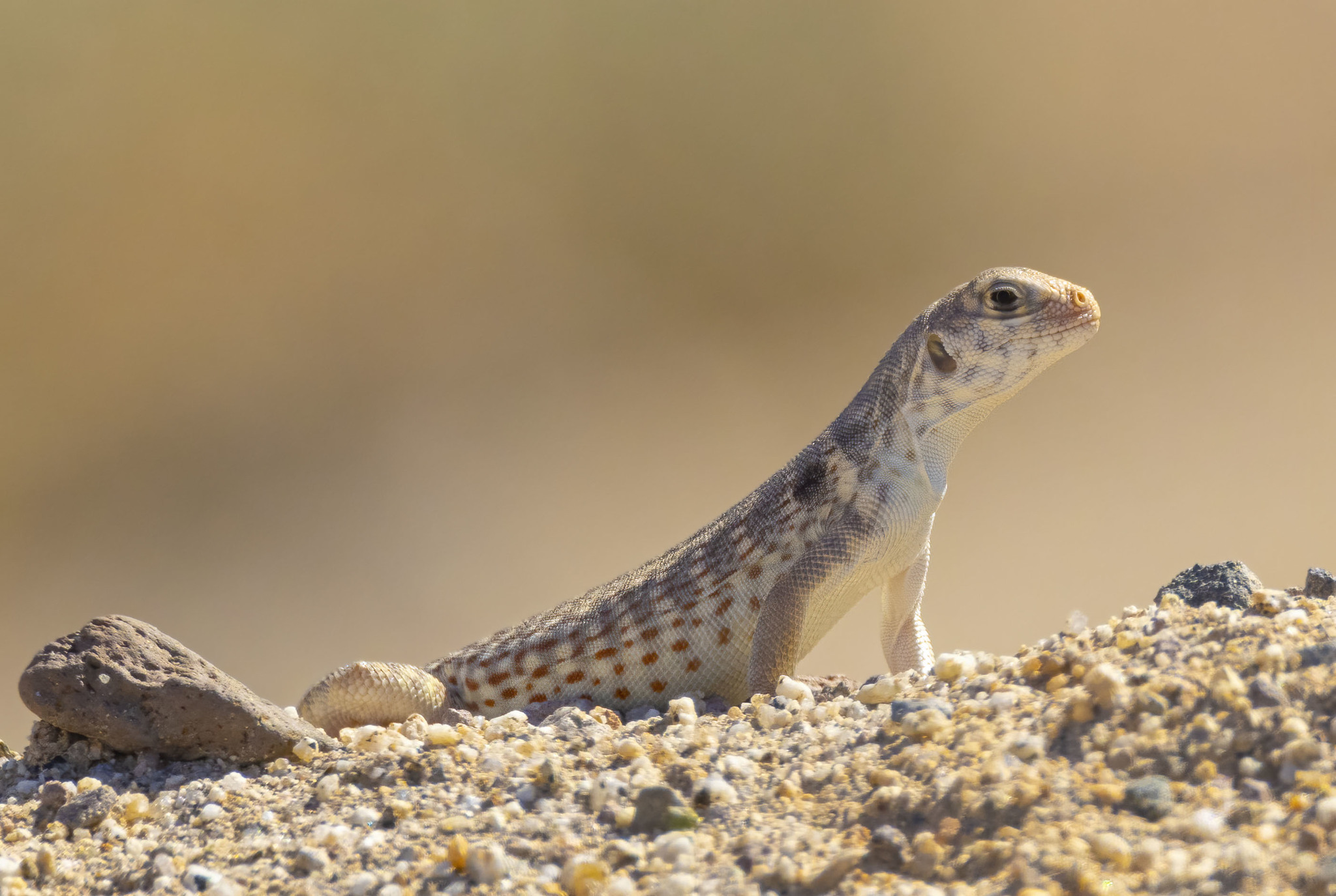Iguana Branca Do Deserto