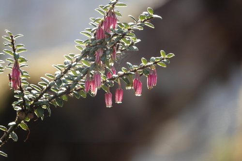 Agapetes praeclara · iNaturalist