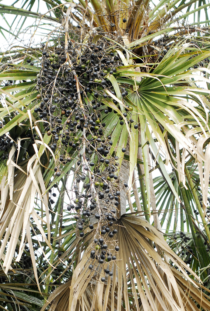 Caranday Palm (Copernicia alba) - Botanical Realm