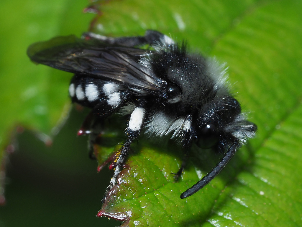 Melecta curvispina (Tenerife Hymenoptera) · iNaturalist