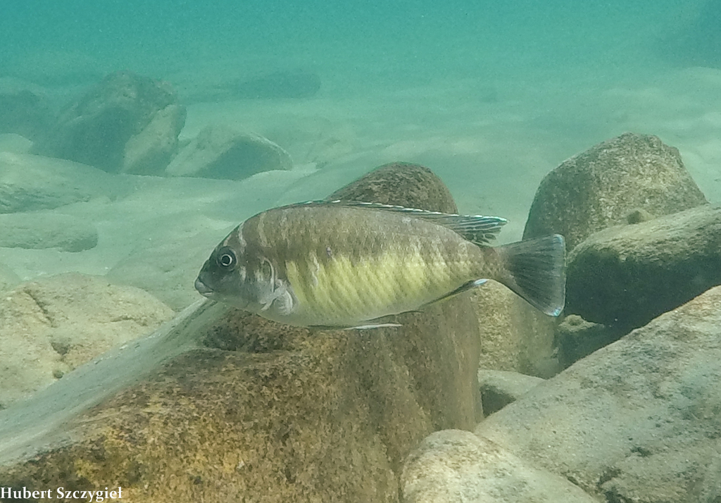 (Petrochromis orthognathus) - Marine Life Identification