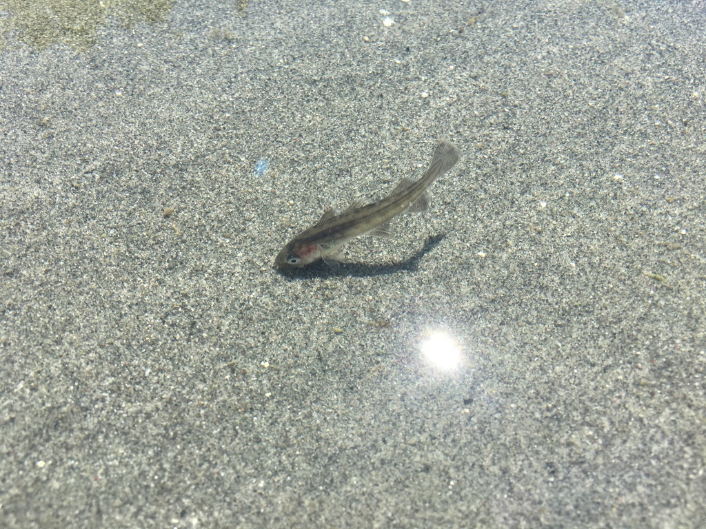 Pacific Tomcod (Microgadus proximus) - Marine Life Identification